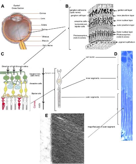 Figure 2 From The Ageing Photoreceptor In A Rodent Model Semantic Scholar
