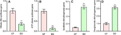 Quantitative Rt Pcr Analyses Of Genes Coding Key Enzymes A Citrate
