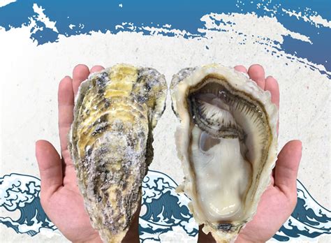 北海道生食級全殼生蠔 100 150 5顆 包 94海鮮