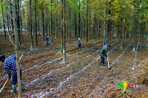 水杉林下种黄精 抚州临川区发展中药材产业助农增收地方新闻中国青年网