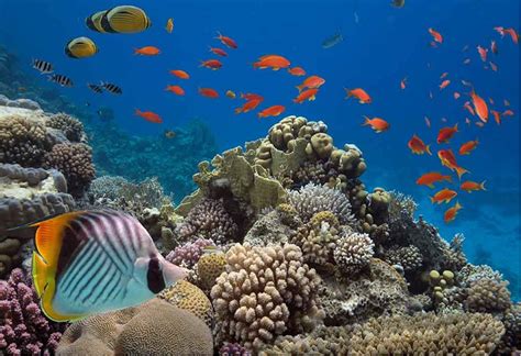 Programming For Beginners Opencv Compute Histogram For Pixel Intensities In A Grayscale Image