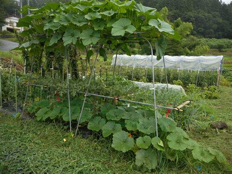 雑草畑と秋キュウリの様子 きままに菜園ときどき釣り