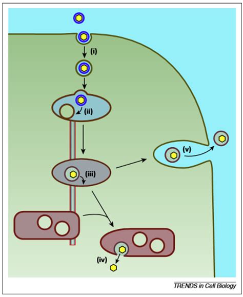 Exosomes Are Key Effectors Of Viral Pathogenesis Exosome Rna