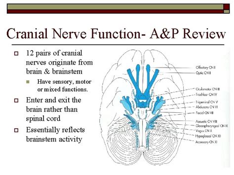 Cranial Nerve Function AP Review O Pairs