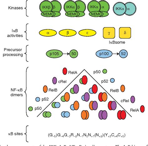 [pdf] The Regulatory Logic Of The Nfk B Signaling System Semantic Scholar