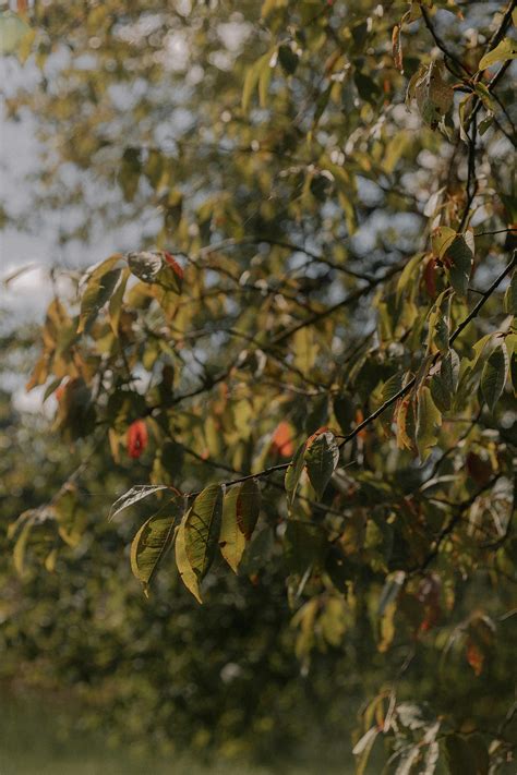 Tree Backround Nature Photos Download The Best Free Tree Backround