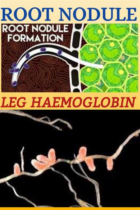 Root Nodule Formation In Plants