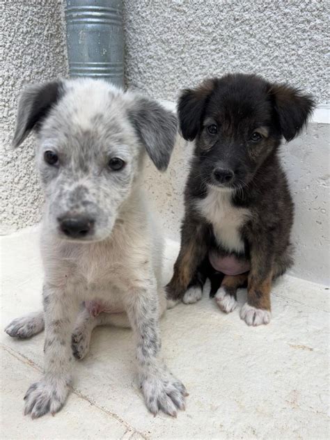 Сладки Братче и Сестриче Кучета Обяви за осиновяване