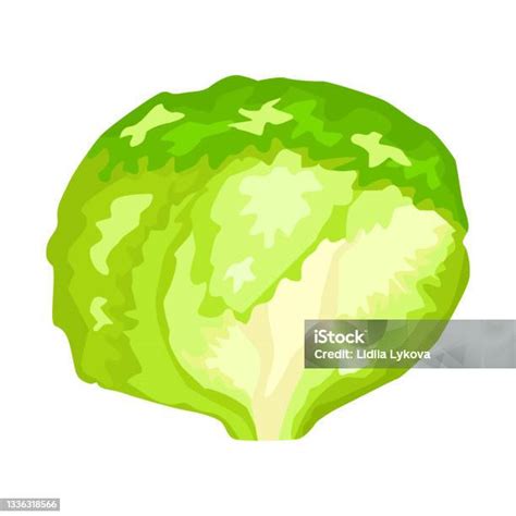 흰색 배경에 고립 된 빙산 상추 플랫 스타일의 종류 샐러드 어떤 목적을 위한 농업 기호 플랫 디자인에 대한 스톡 벡터 아트 및