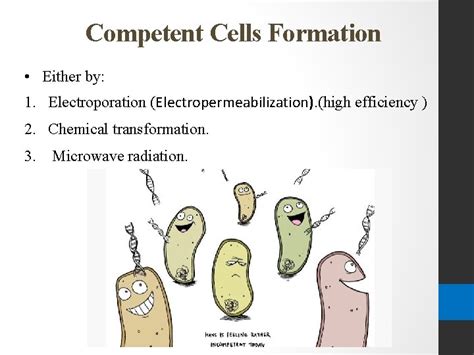 2 Nd Lab Competent Cells Formation And Transformation