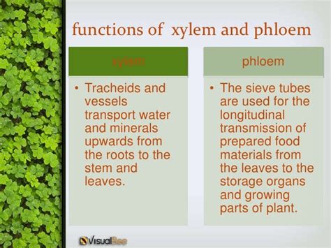 Difference Between Xylem And Phloem Major Differences