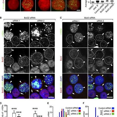 Depletion Of Bugz Or Bub3 Leads To Increased R Loop Formation And Dna Download Scientific