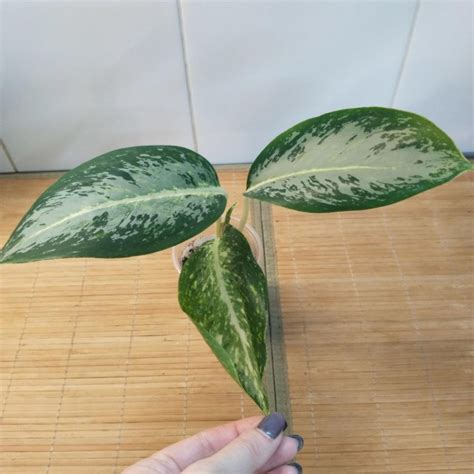 Комнатные цветы 3 купить в Красноярске цена 100 руб дата размещения 30 11 2024 Растения