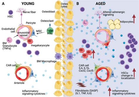 Effects Of Inflammation And Aging On The HSC Niche A Multiple Bone