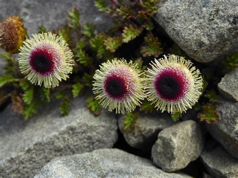 Alan Jolliffe: Leptinella atrata ssp. luteola Button Daisy