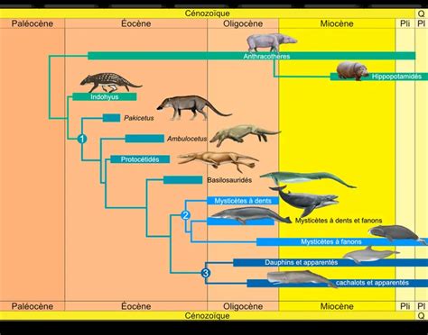 Histoire Des Cétacés Evolution Biologique