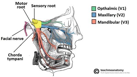 Trigeminal Neuralgia And The Upper Cervical Spine — Jarek Esarco Dc