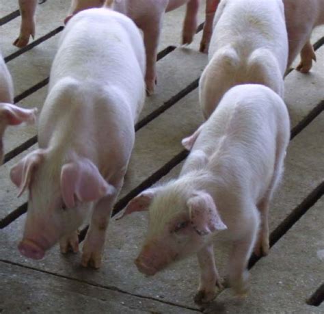 Prrs Respiratory Symptoms