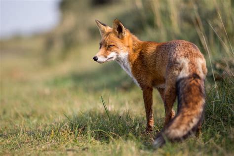 Fuchs 이미지 찾아보기 17 046 스톡 사진 벡터 및 비디오 Adobe Stock