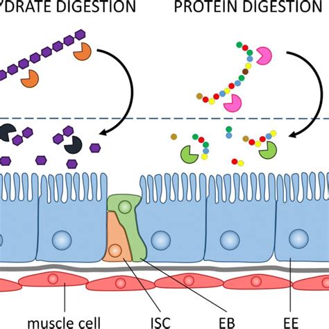 General Anatomy Of The Insect Gastrointestinal Tract The Insect Download Scientific Diagram