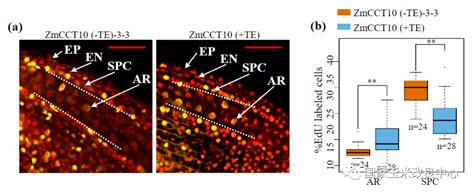 中国农大在调控玉米雄性生殖细胞数量自然变异研究领域取得重要进展 花粉 母细胞 花药