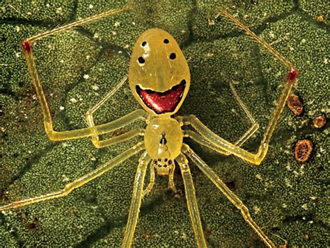 웃는 얼굴 거미 일요신문