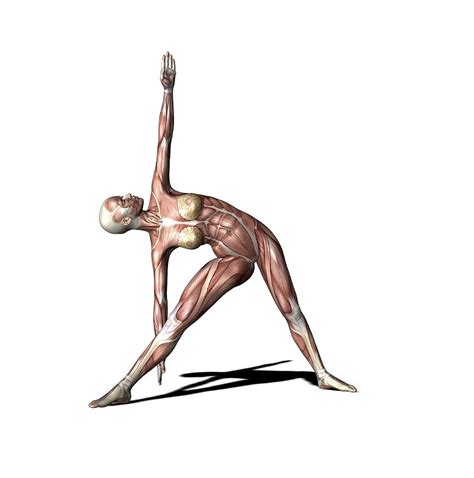 Female Muscles Artwork Photograph By Friedrich Saurer Pixels