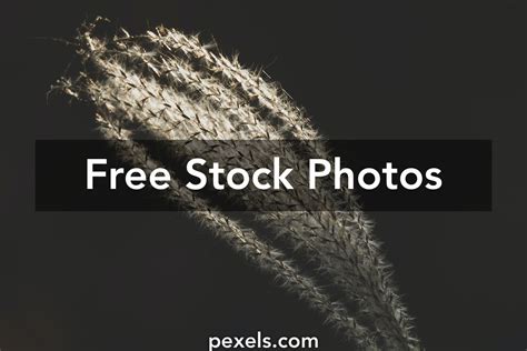 Grass Seed Head Photos Download The Best Free Grass Seed Head Stock