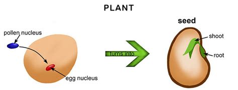 Gamete Biology