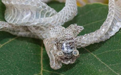 Ball Python Stuck Shed 5 Reasons And Remedies