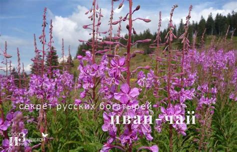 Иван чай Полезные свойства Противопоказания Plants Flowers Garden