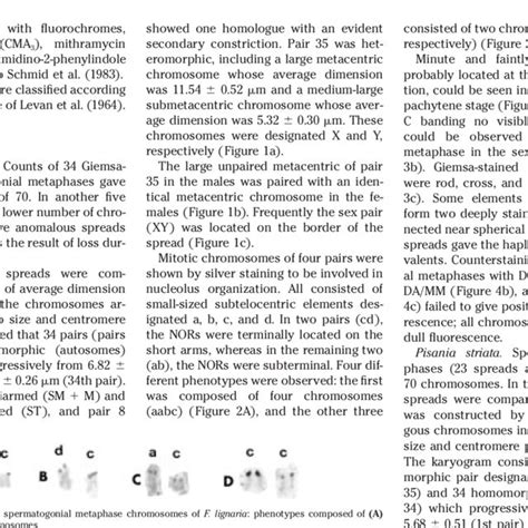 male giemsa stained karyotype of a f lignaria b female sex pair