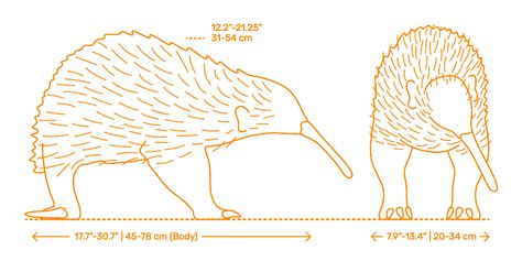 Western Long Beaked Echidna Zaglossus Bruijnii Dimensions And Drawings