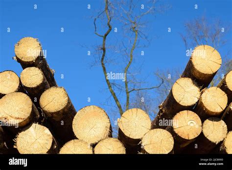 Stack Of Felled Logs With Visible Cross Section And Age Growth Rings At