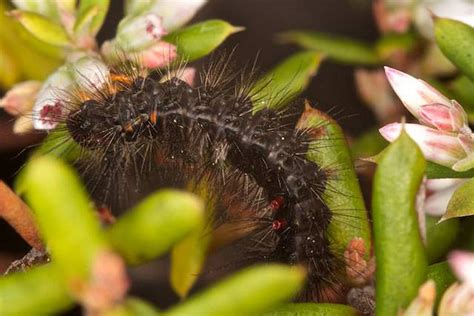 Genus Euproctis Field Guide To The Insects Of Tasmania