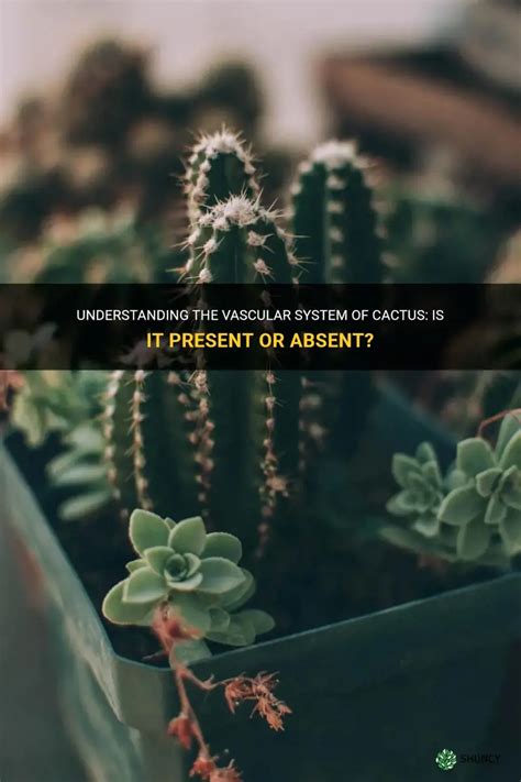 Understanding The Vascular System Of Cactus Is It Present Or Absent