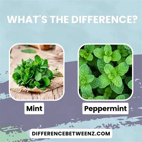 Difference Between Mint And Peppermint Difference Betweenz
