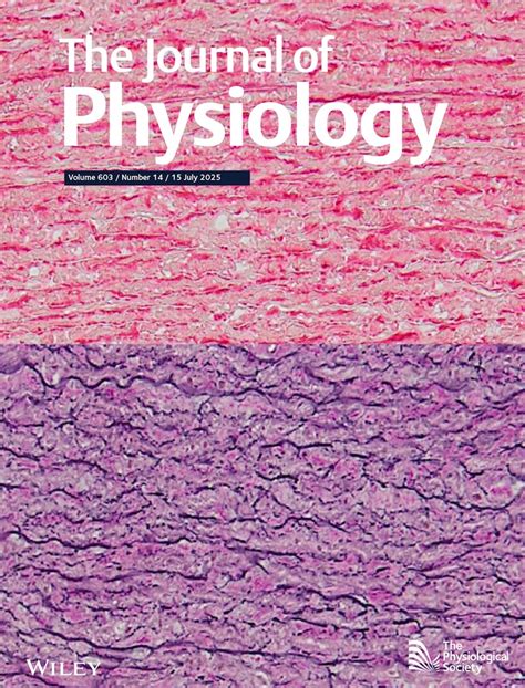 Witnessing Spinogenesis To Synaptogenesis Dynamic Inter‐conversion Between Dendritic Filopodia