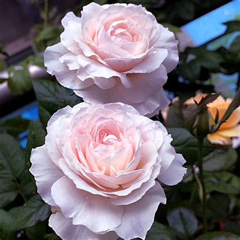 Rosalind | Roses' Name