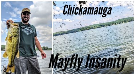 How To Catch Bigger Bass During The Mayfly Hatch Chickamauga Youtube