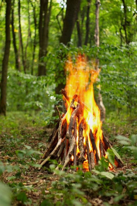 Fogueira E Barraca De Acampamento Na Floresta Foto De Stock Imagem De