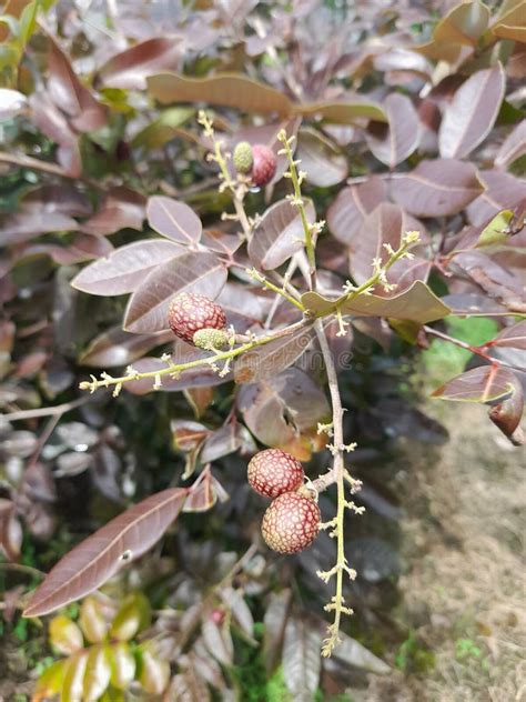 Red Ruby Longan Fruit Is A Type Of Longan That Is Rare Unique And