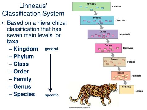 Ppt Identifying Naming And Classifying Species Powerpoint