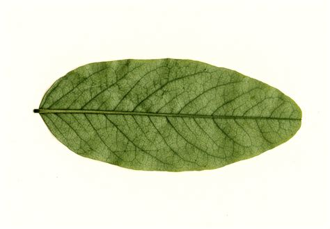 Free Photo Leaf Texture Detail Freetexturefrida Green Free