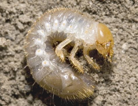 Larvae Identification