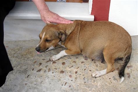 NOBLE GALGO Nana perra preñada abandonada y en calle Sevilla