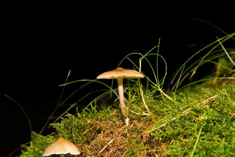 Mushroom Free Stock Photo Public Domain Pictures