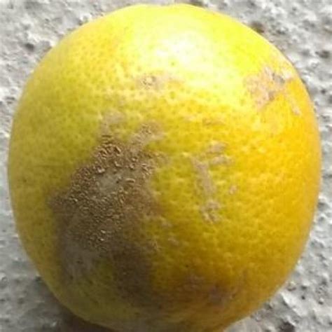 Lemon Detection Object Detection Dataset And Pre Trained Model By RMIT