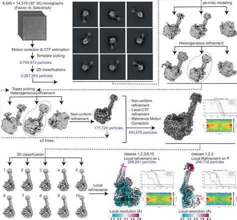 Structure Of The Nipah Virus Polymerase Complex The Embo Journal