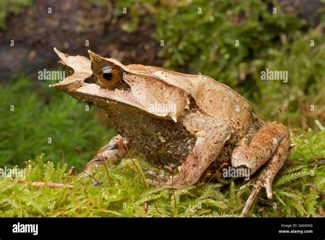 Long Nosed Horned Frog Malayan Horned Frog Malayan Leaf Frog